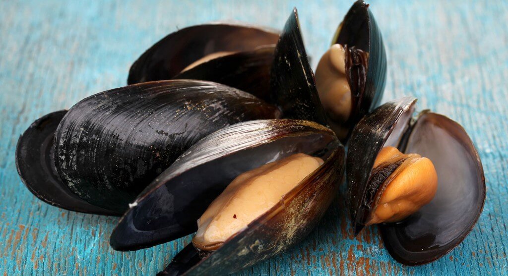 5 recettes maison pour nourrir vos poissons d'aquarium - Guide Aquarium